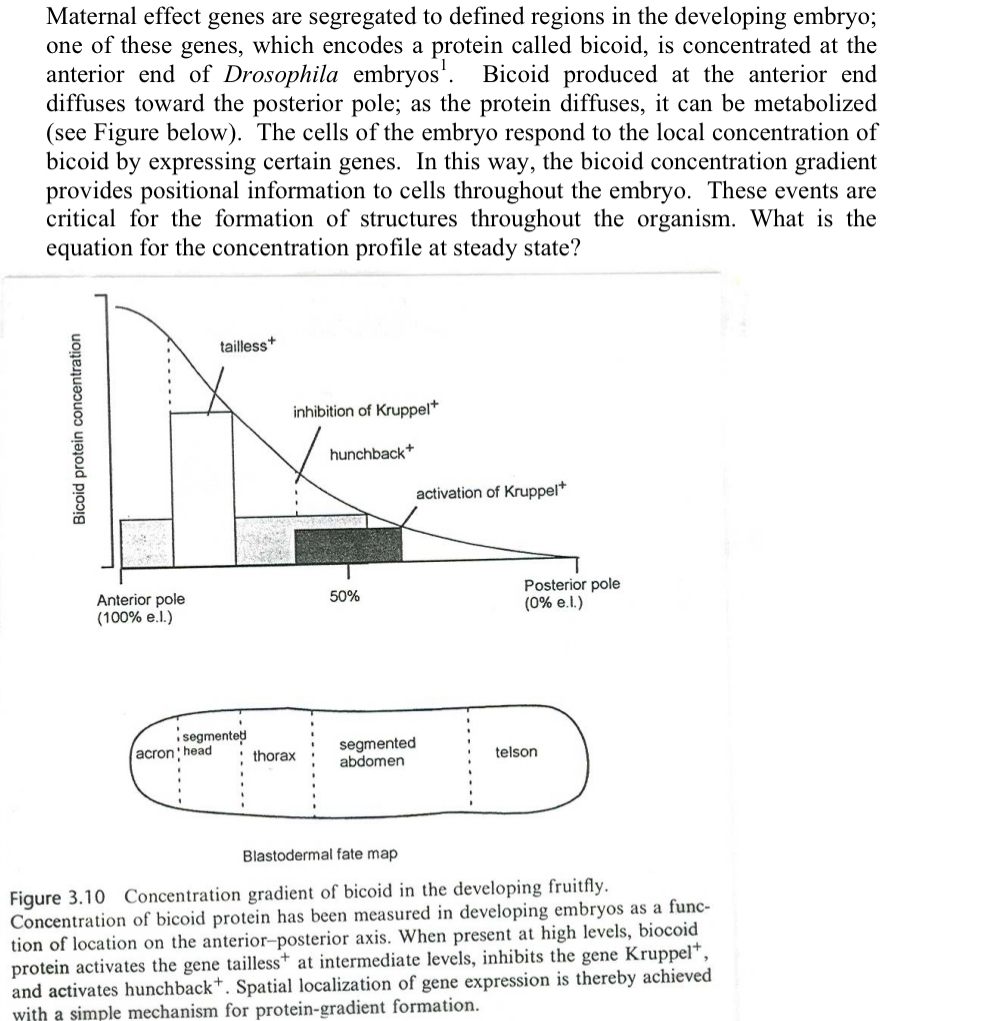 Solved Maternal effect genes are segregated to defined | Chegg.com
