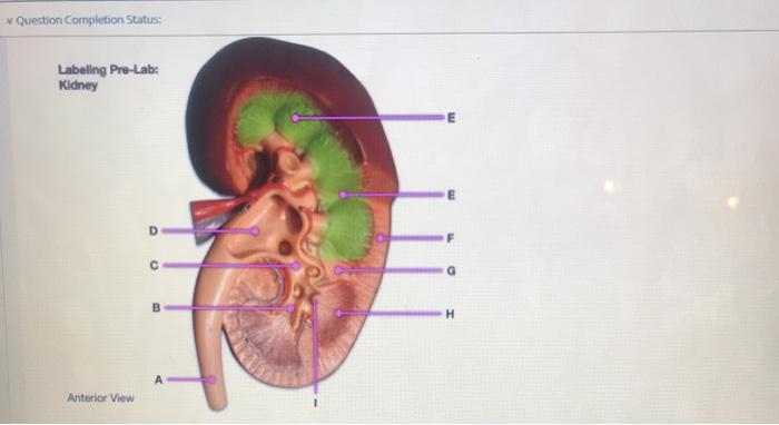 Solved Question Completion Status Labeling Pre-Lab: Kidney D | Chegg.com