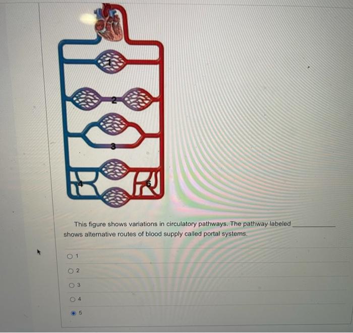 Solved This figure shows variations in circulatory pathways. | Chegg.com