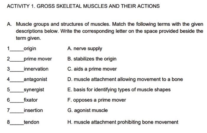 Solved ACTIVITY 1. GROSS SKELETAL MUSCLES AND THEIR ACTIONS | Chegg.com