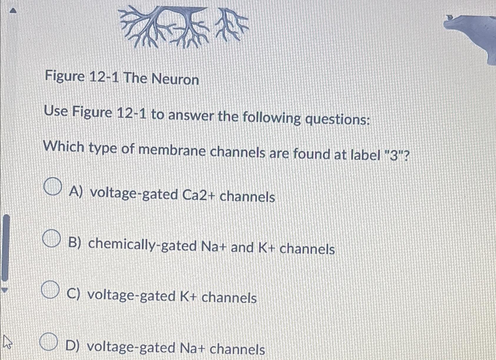Solved Figure 12-1 The NeuronUse Figure 12-1 to answer the | Chegg.com Solved Figure 12-1 The NeuronUse Figure 12-1 to answer the | Chegg.com