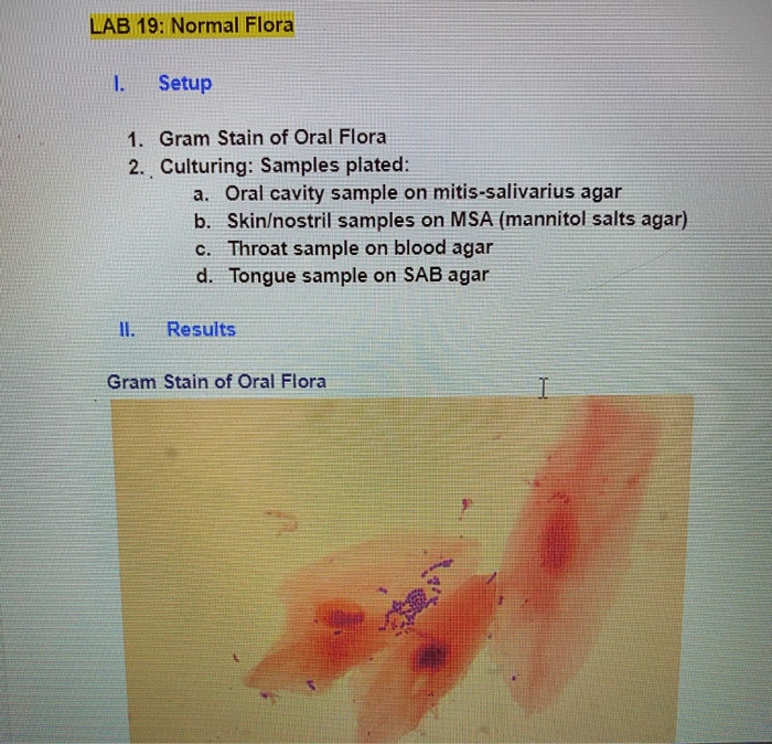 Name Exercise 19 Lab Report: a. Oral Flora Results 1. | Chegg.com