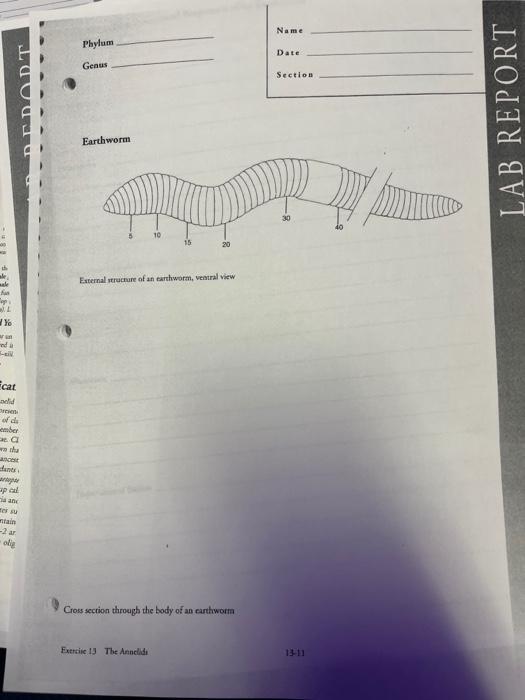 Solved Name Date Section Clamworm 1. Clamworms are | Chegg.com Solved Name Date Section Clamworm 1. Clamworms are | Chegg.com