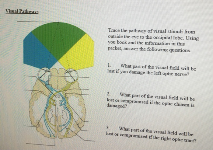 Solved Visual Pathways Trace the pathway of visual stimuli | Chegg.com