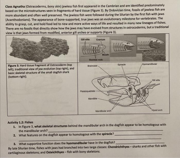 Solved Class Agnatha (Ostracoderms, bony skin) jawless fish | Chegg.com