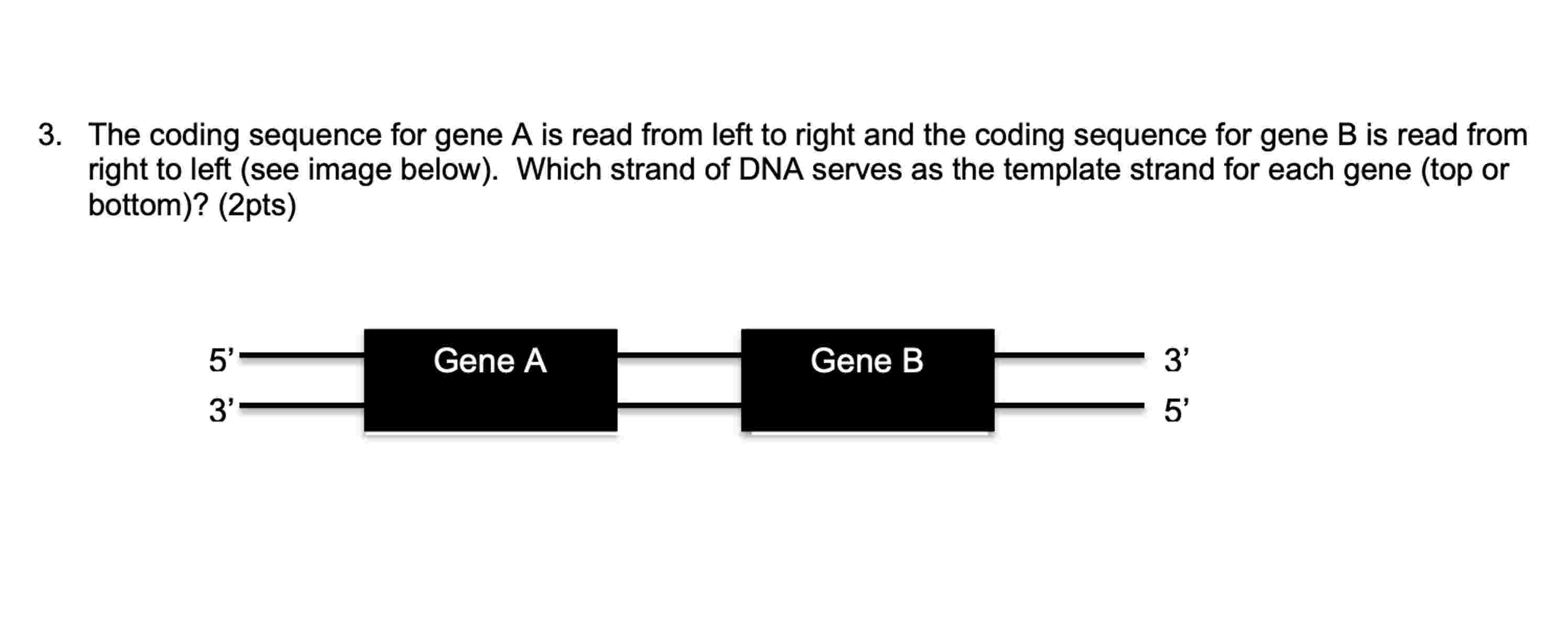 Solved 3. ﻿The coding sequence for gene \( ﻿A \) ﻿is read | Chegg.com
