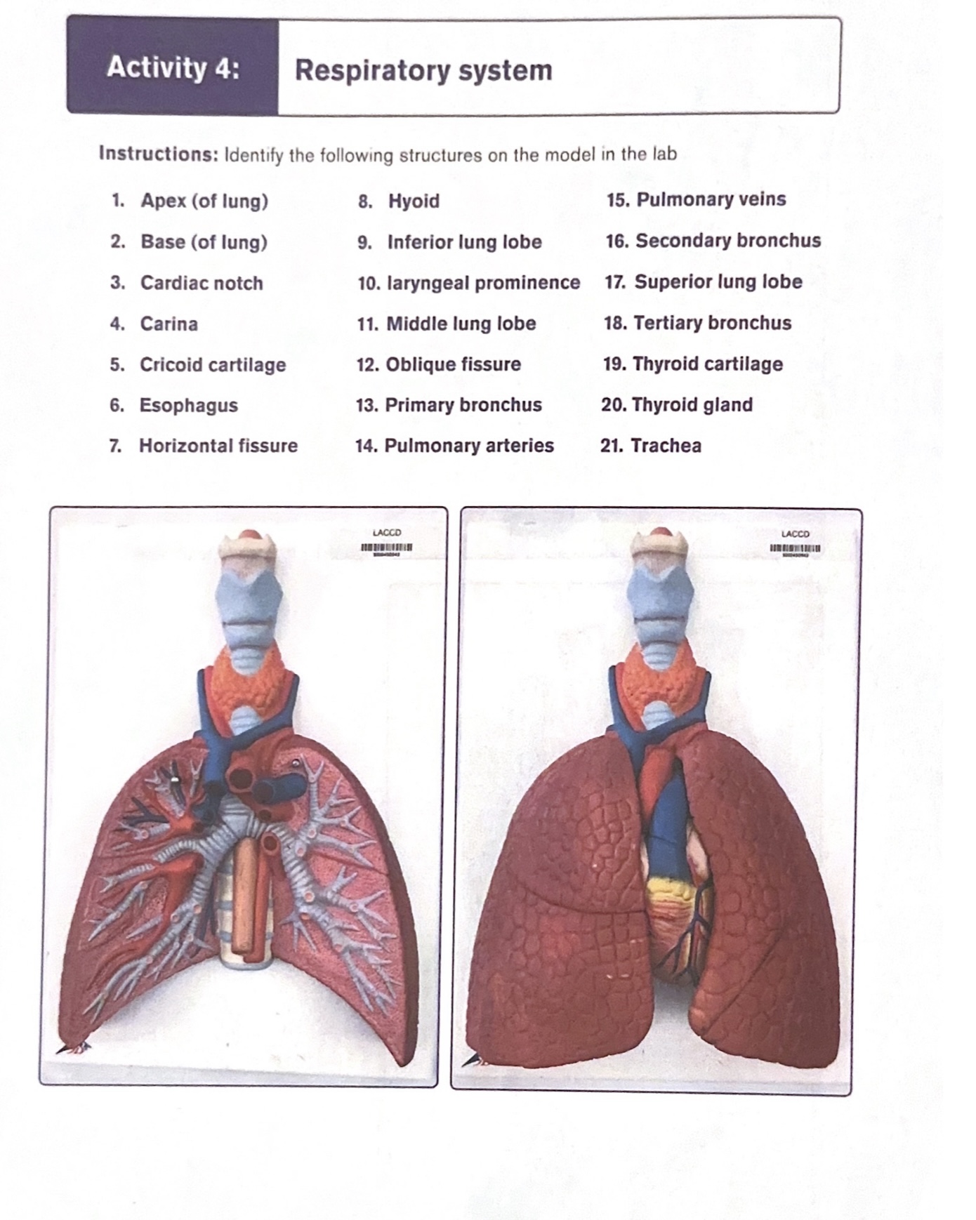 Solved gure 1 - ﻿trachea (lateral view)Figure 2 - ﻿trachea | Chegg.com