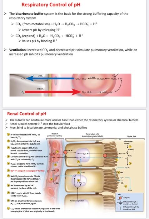 Solved Respiratory Control of pH The bicarbonate buffer | Chegg.com