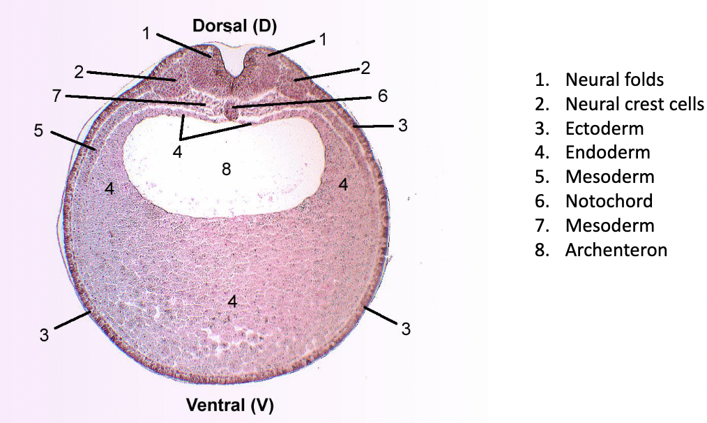 Solved label this diagram please. Neural foldsNeural crest | Chegg.com
