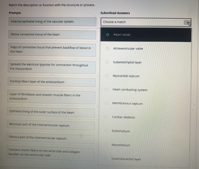 Solved Match the description or function with the structure | Chegg.com