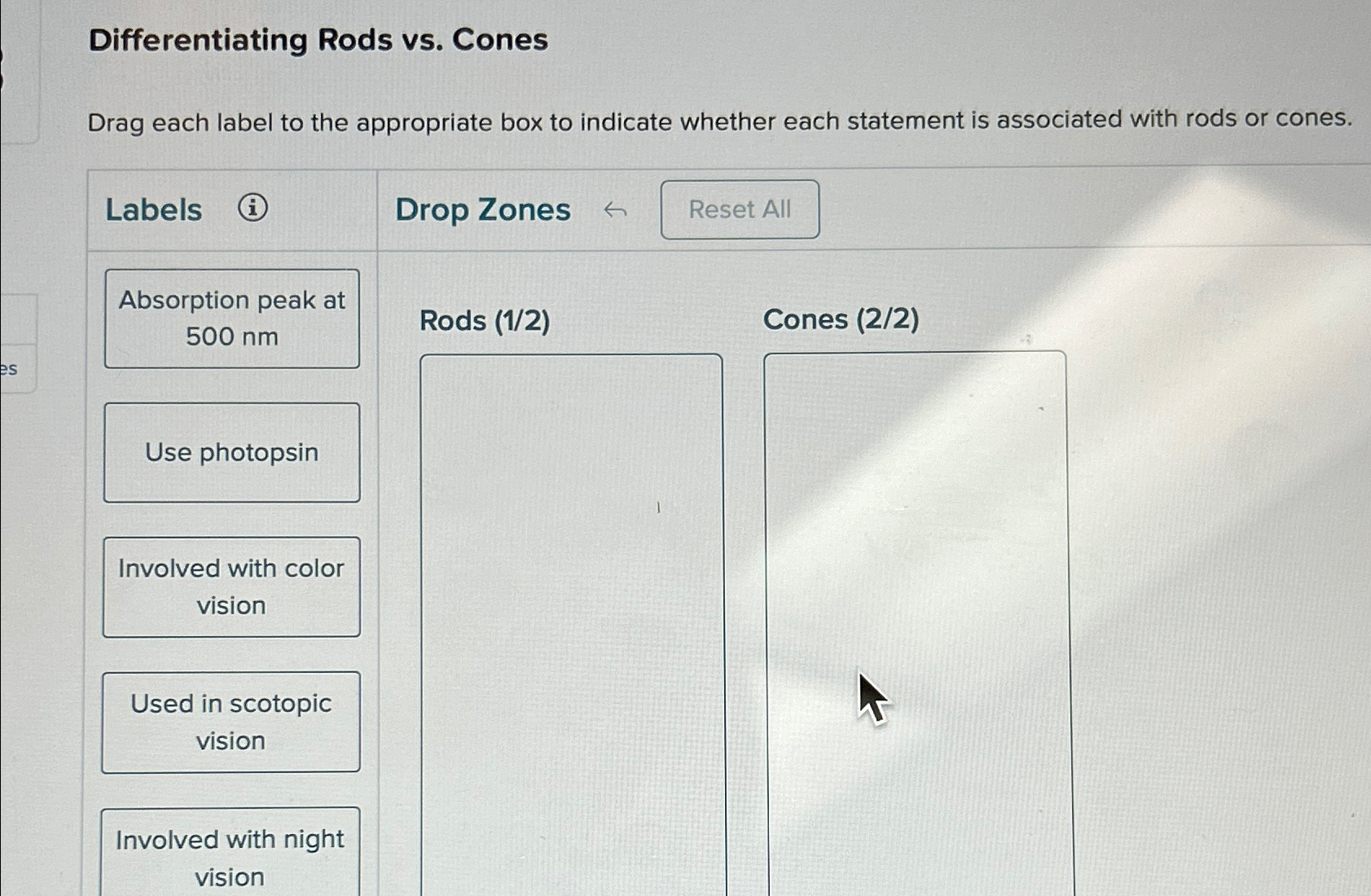 Solved Differentiating Rods vs. ﻿ConesDrag each label to the | Chegg.com