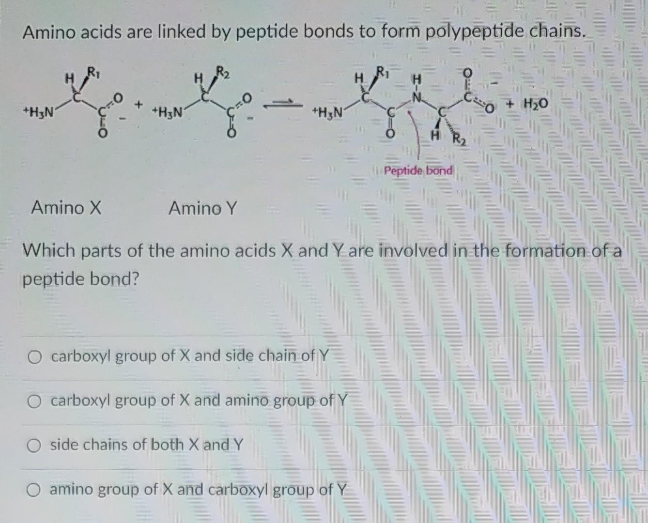 Solved Amino acids are linked by peptide bonds to form | Chegg.com