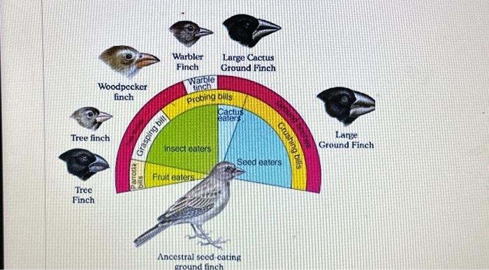 Solved the image above shows the variation amongst finches | Chegg.com