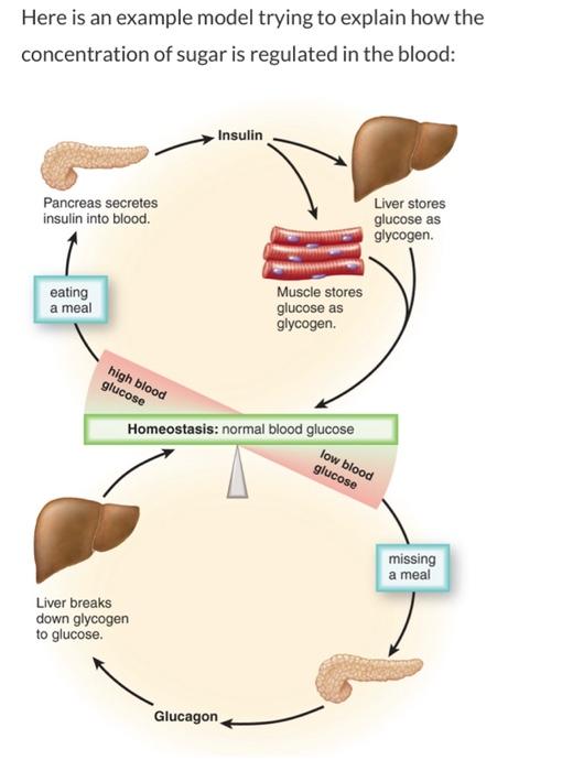 Solved Draw and evolutionary concept model using the | Chegg.com