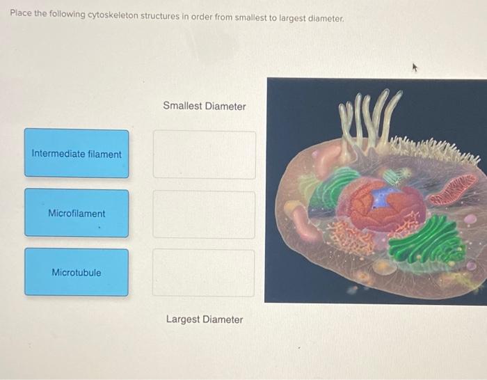 Solved Place the following cytoskeleton structures in order | Chegg.com