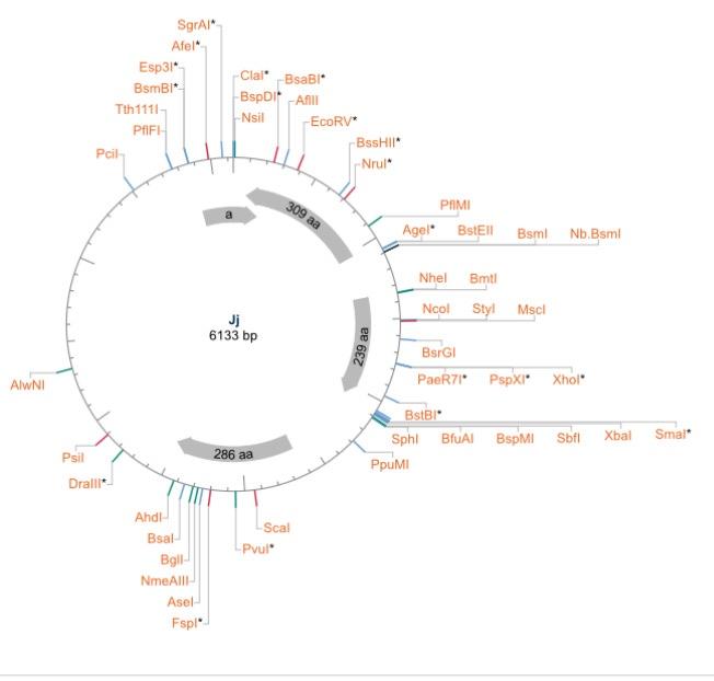 Solved Select Restriction Enzyme Tools → NEB cutter v3.0. | Chegg.com