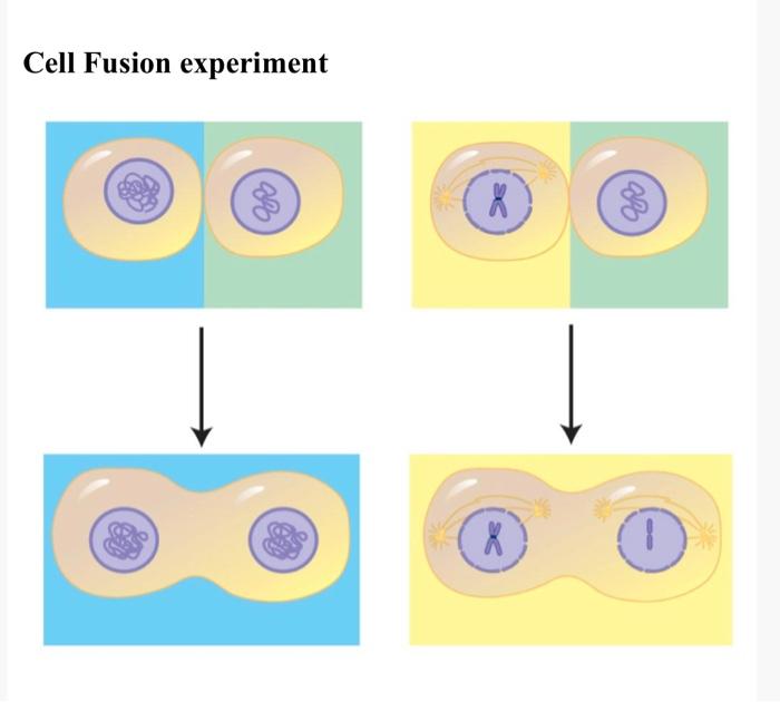 Solved Cell Fusion experiment 8 Capo X | Chegg.com
