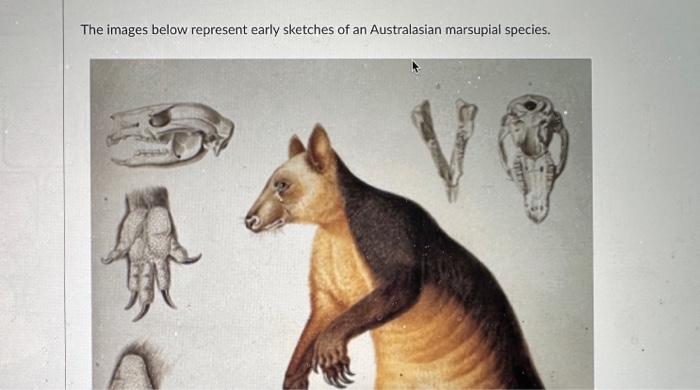 Solved The images below represent early sketches of an | Chegg.com