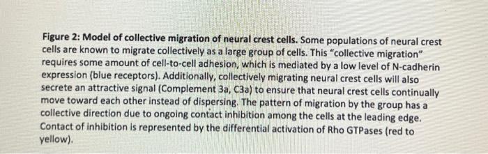 Solved Figure 2: Model of collective migration of neural | Chegg.com