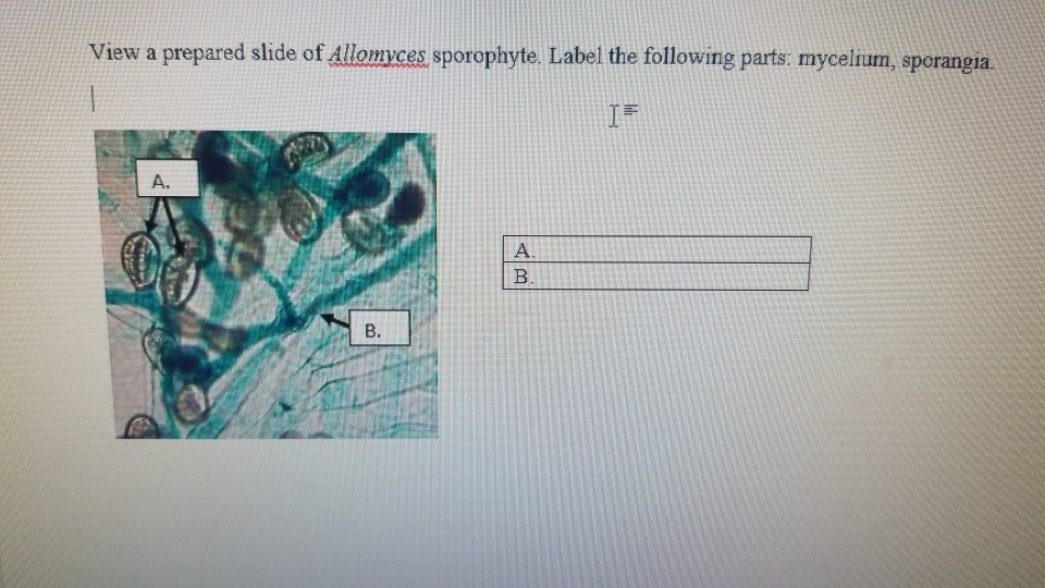 Solved Hi, I need help with my fungi activity so I can study | Chegg.com