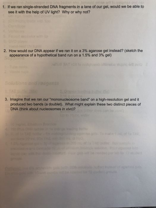 Solved 1. If we ran single-stranded DNA fragments in a lane | Chegg.com