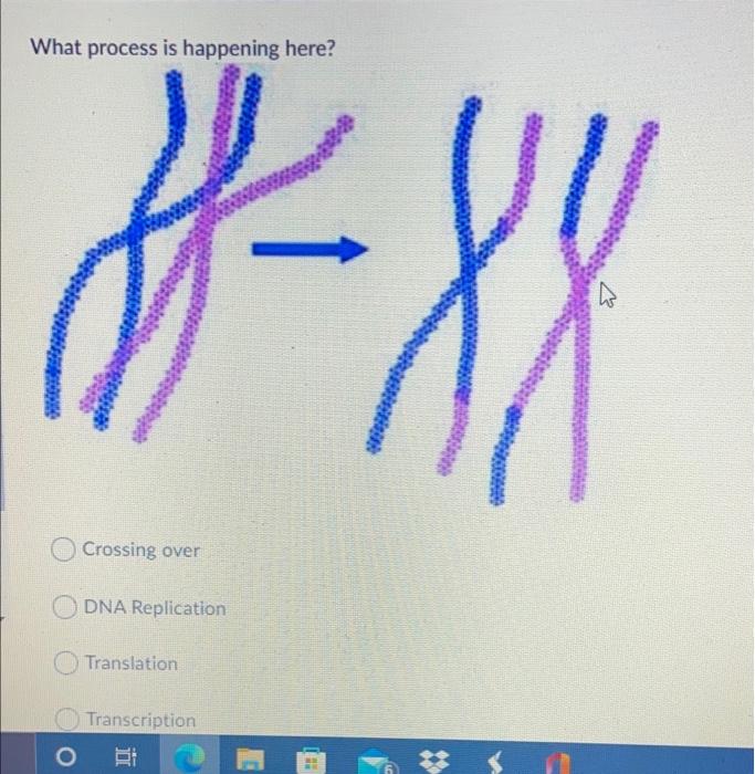Solved What process is happening here? 88 Crossing over DNA | Chegg.com