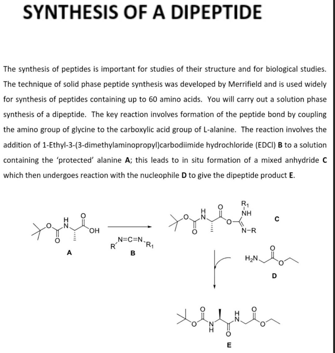 Solved Synthesis Of A Dipeptide The Synthesis Of Peptides Is