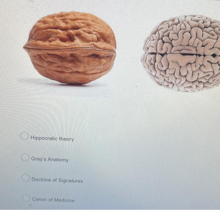 Solved Based on the walnut should be used to treat brain | Chegg.com