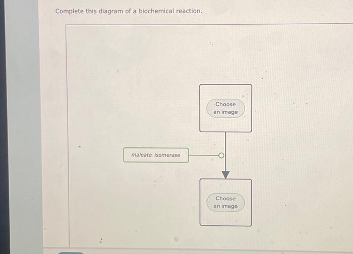 Solved Complete this diagram of a biochemical reaction. | Chegg.com