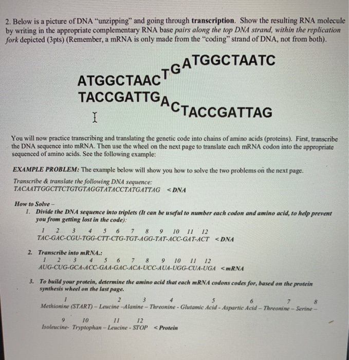 Solved 2. Below is a picture of DNA "unzipping" and going | Chegg.com