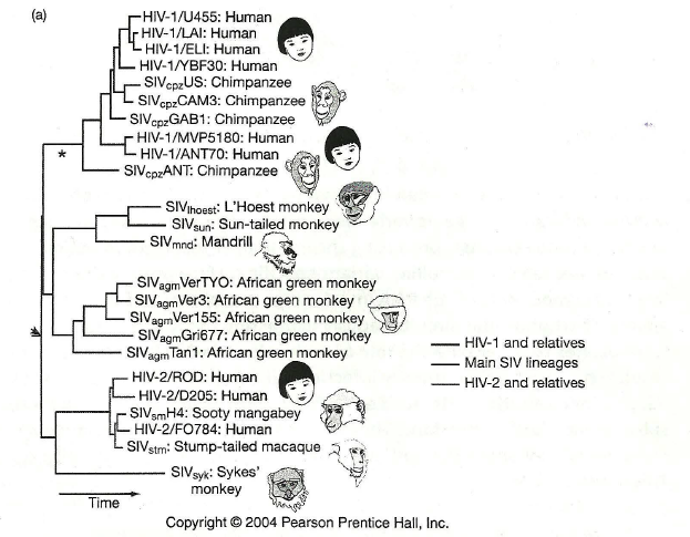 Solved a. HIV originated in SIV from green monkeys. b. HIV | Chegg.com