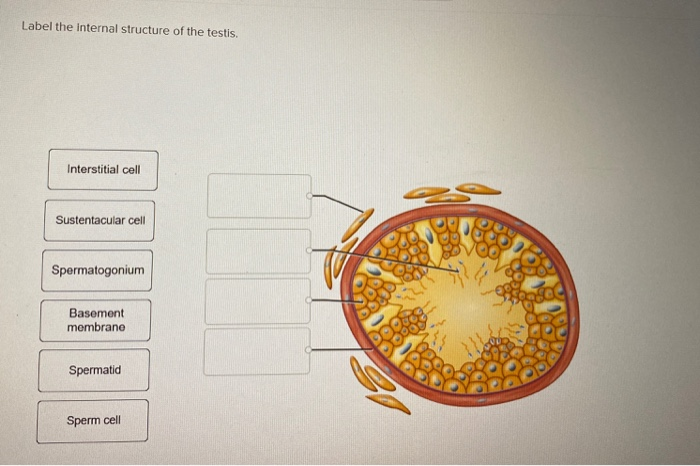 Solved Label the internal structure of the testis. | Chegg.com