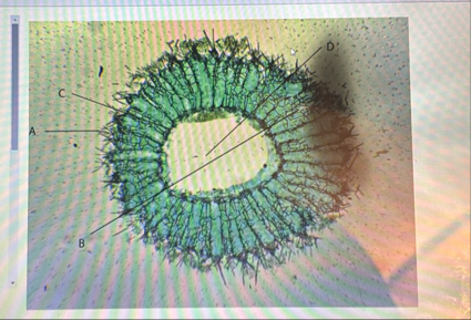 Label the image of a Grantia sponge slide. | Chegg.com