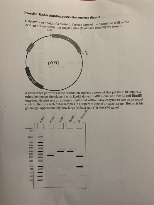 Solved Exercise: Understanding restriction enzyme digests 1. | Chegg.com