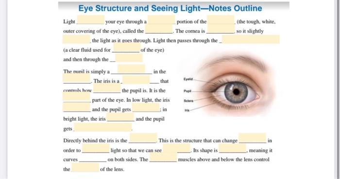 Solved Eye Eye Structure and Seeing Light-Notes Outline | Chegg.com