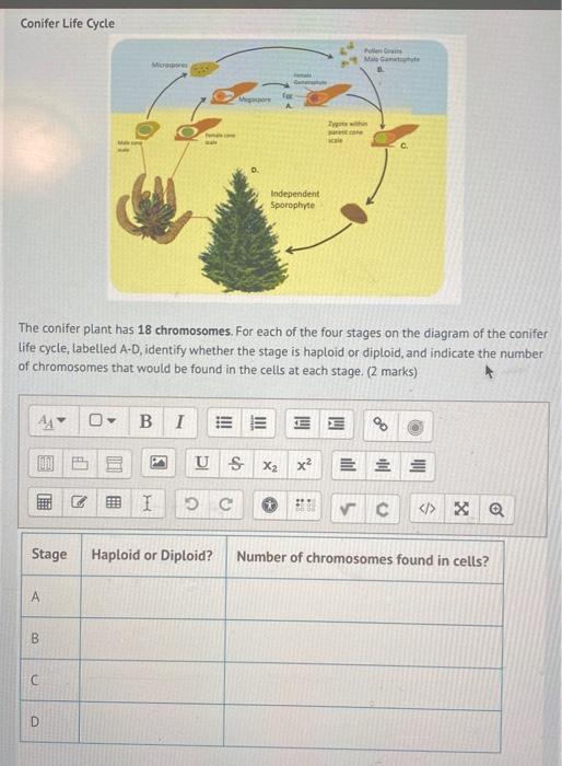 Solved Conifer Life Cycle M A an wa D Independent Sporophyte | Chegg.com