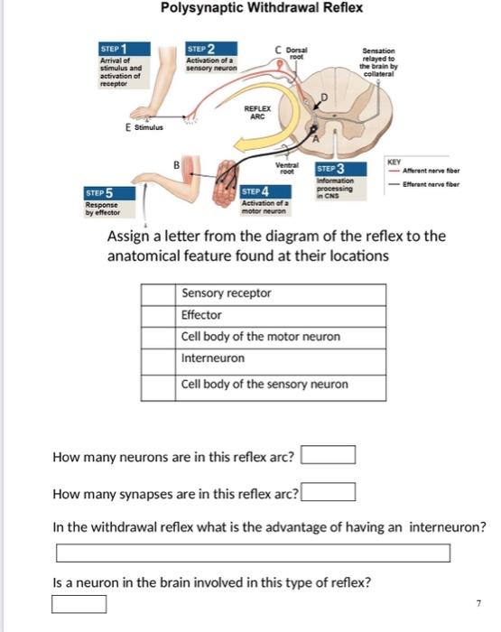 Solved Polysynaptic Withdrawal Reflex Assign a letter from | Chegg.com