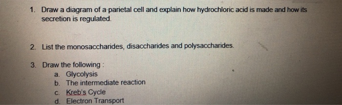 Solved Draw a diagram of a parietal cell and explain how | Chegg.com