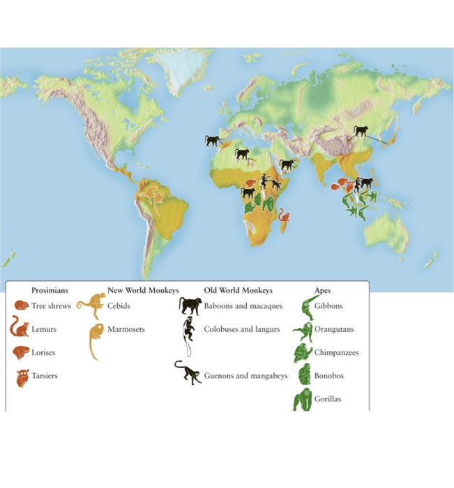 Solved Prosimians Tree shrews New World Monkeys Cebids Old | Chegg.com