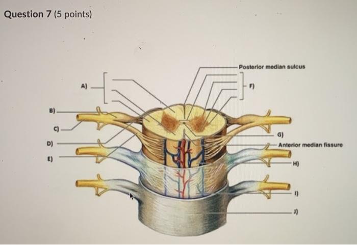 Solved Question 4 (1 point) Cerebrospinal fluid flows | Chegg.com