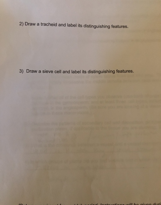 Solved 2) Draw a tracheid and label its distinguishing | Chegg.com