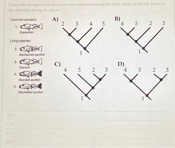 Solved Choose the phylogeny that best depicts the | Chegg.com