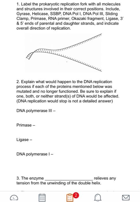 Solved 2. Label the Replication Fork in question 1. Draw in | Chegg.com