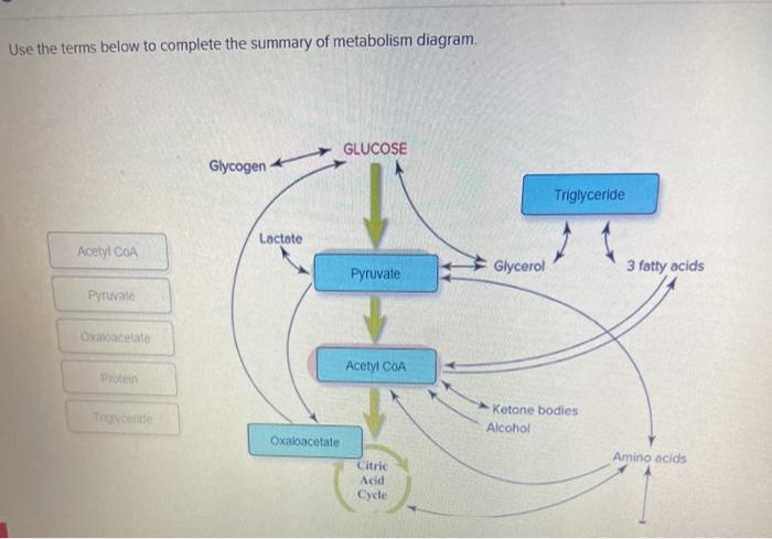 Metabolism Diagram