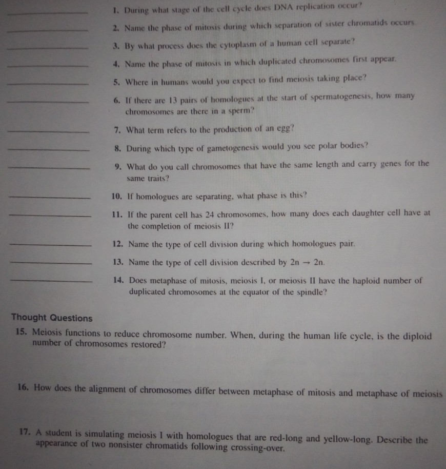 Solved 1. During what stage of the cell cycle does DNA | Chegg.com