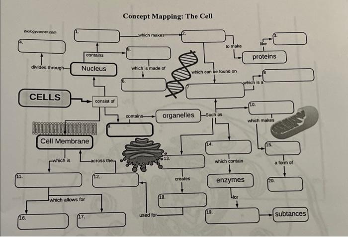 Solved Concept Mapping: The Cell | Chegg.com