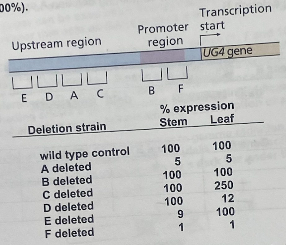 You are studying the UG4 ﻿gene, which is expressed in | Chegg.com