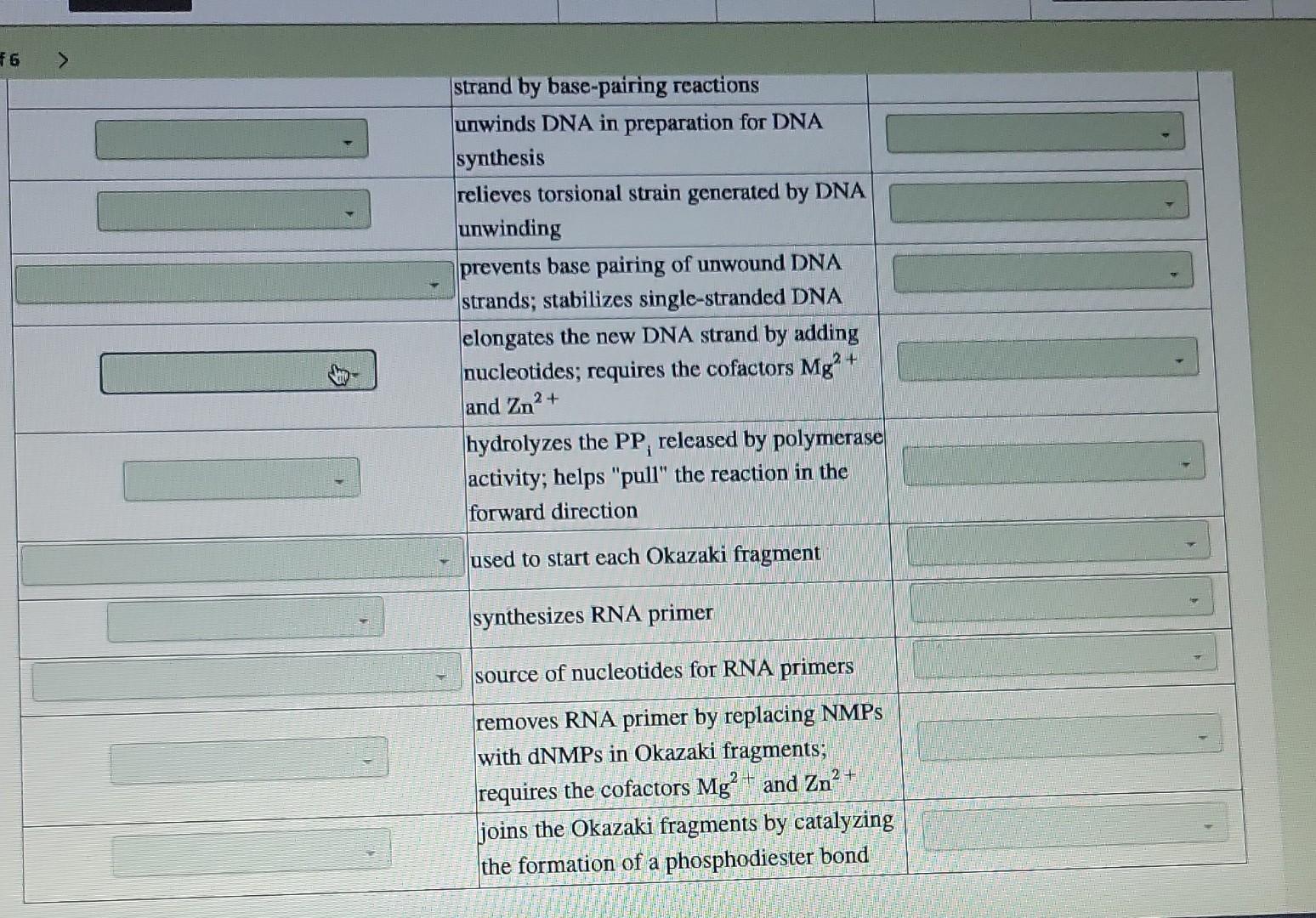 strand by base-pairing reactions unwinds DNA in | Chegg.com