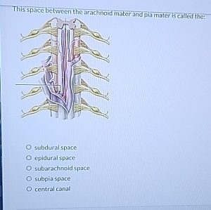 Solved This space between the arachnoid mater and pia mater | Chegg.com