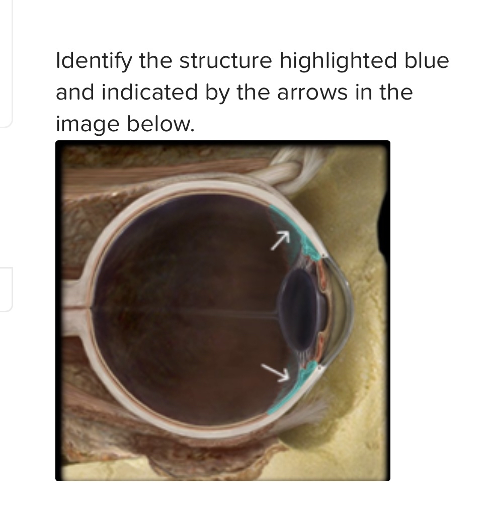 Solved Identify the structure highlighted blue and indicated | Chegg.com